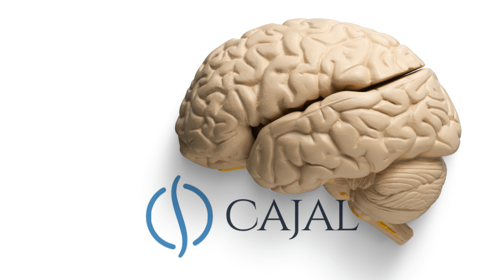¿Qué es y cómo funciona el cerebro? ¿Qué son las neuronas? – Grupo ...